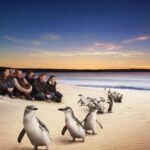 Full-Day Private Australian Wildlife Tour of Phillip Island - Who Will Love This Tour?