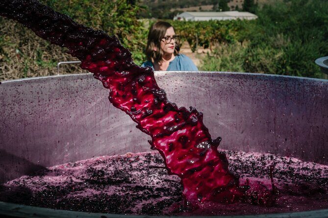 Full Day Private Barossa Valley Wine Tour - An In-Depth Look at the Tour Experience