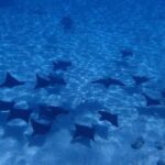 Full-Day Private Boat Tour of Bora Bora Lagoon with Snorkel - The Sum Up