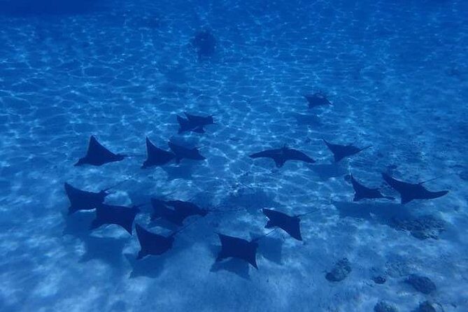Full-Day Private Boat Tour of Bora Bora Lagoon with Snorkel - The Sum Up