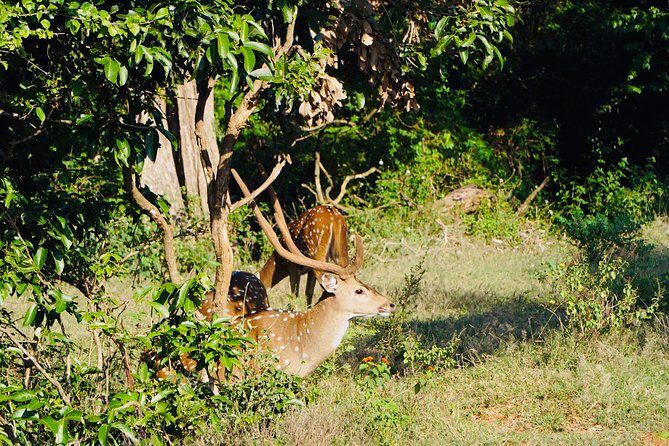 Full Day Private Kandy/ Sigiriya sightseeing Tour - Why This Tour Offers Great Value