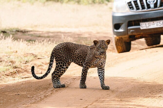 Full Day Private Safari at Yala National Park by La Safari Inn Tours - Practical Tips for Parking and Timing