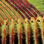Full Day Private Waiheke Island Wine Tour Including Lunch - Why This Tour Offers Great Value