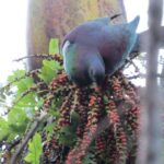 Full-Day Rainforest Getaway in Northland - Why This Tour Offers Good Value