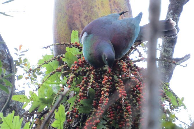 Full-Day Rainforest Getaway in Northland - Why This Tour Offers Good Value