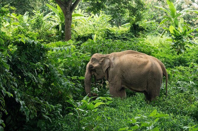 Full-Day Rescued Elephant Walk with Guide Tour in Khaolak - The Itinerary in Detail