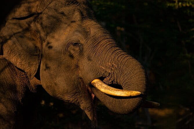Full Day Safari Tour Yala - Overview of the Full Day Safari Tour Yala