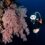 Full-Day Scuba Diving Experience of USAT Liberty in Tulamben - Who This Tour is Perfect For