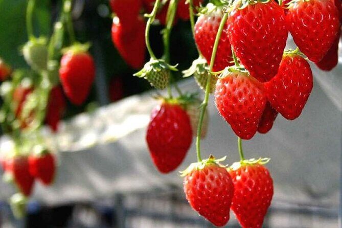 Full Day Tour in Mount Fuji and Oishi Park with Fruit Picking - Final Thoughts: Is This Tour Right for You?