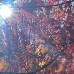 Full-Day Tour in South Australia Highlights - The Review: Pros and Cons from Guest Feedback