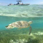 Full Day Water Taxi to Amedee Island from Noumea - A Day on Amedee Island: What to Expect