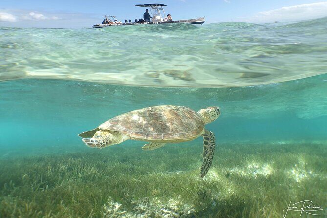 Full Day Water Taxi to Amedee Island from Noumea - A Day on Amedee Island: What to Expect