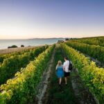 Full Day Winemakers Tour in Marlborough - A Closer Look at the Itinerary