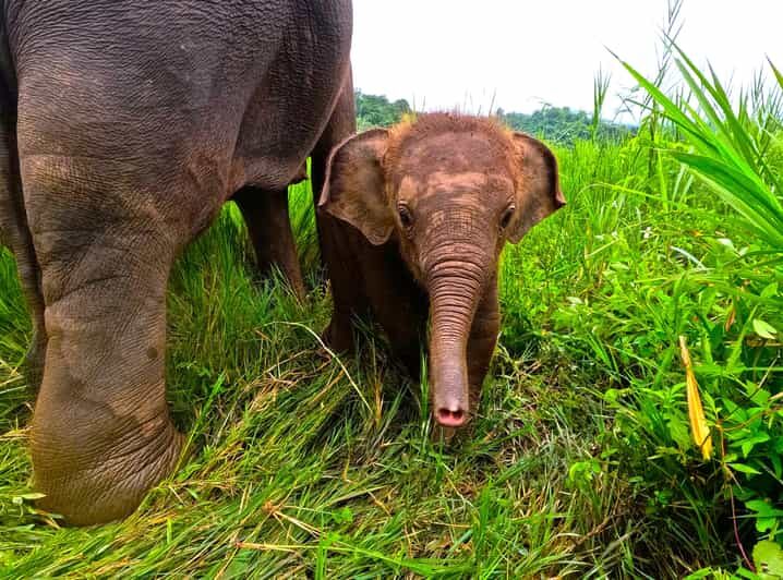 Full-day with CHIANGMAI ELEPHANT CARE and Sticky waterfall - Practical Details and Value