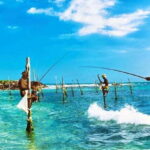 Galle Day Trip - River Safari, Sea Turtle & Stilt Fishermen - Starting Off: Early Morning Pickup and Transportation