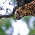 Galle/Mirissa/Tangalle: Transfer to Ella & Yala Safari - The Pickup and Transportation Experience