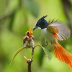 Galle to Udawalawe: Sinharaja Birdwatching Tour with Lunch - Transportation and Group Size