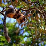Game Drive Wilpattu National Park : Private Tour - Value and Pricing: Is It Worth It?