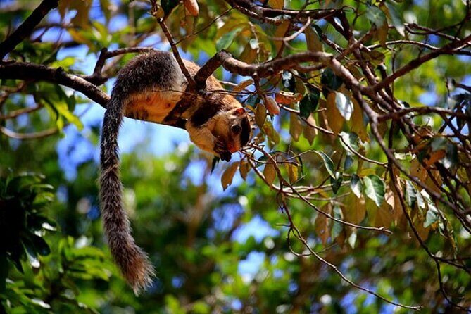 Game Drive Wilpattu National Park : Private Tour - Value and Pricing: Is It Worth It?