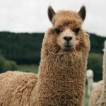 Geothermal & Nature Full Day Private Tour : Rotorua & Taupo - Final Thoughts: Is This Tour Right for You?