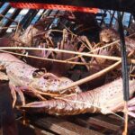 Geraldton Lobster Pot Pull - What Makes It Special