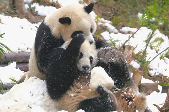 Giant Pandas and Leisurely Chengdu Private Day tour - The Sum Up