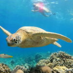 Gili Air : Sharing Snorkeling Tour + Gopro Shooting - The Itinerary Breakdown