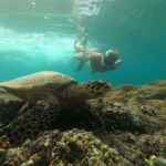 Gili Island Snorkeling Tour: 3 Gilis, 4 spots & GOPRO shoot - The Sum Up