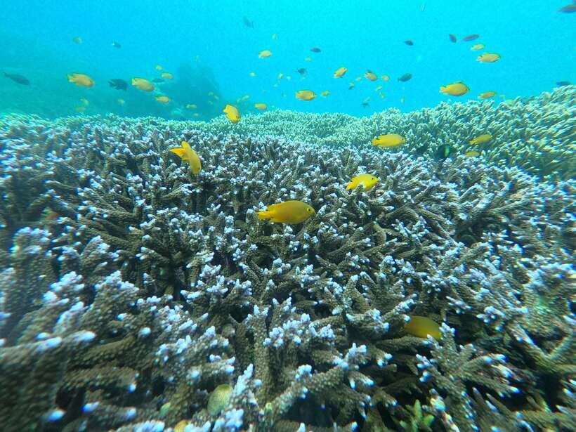 Gili Snorkeling Tour With GO PRO Documentation - An Overview of the Tour