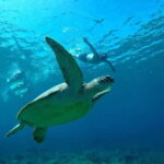 Gili T Private Snorkeling Trip include GOPRO shoot - Who Should Consider This Tour?