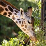 Giraffe Experience at Melbourne Zoo - excl. entry - What Makes This Tour Special?