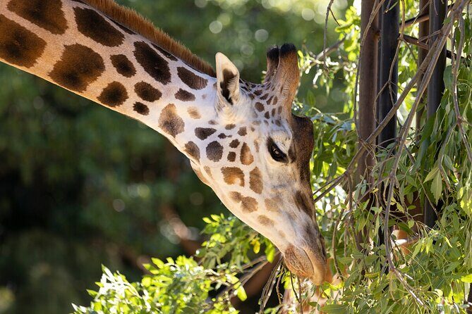 Giraffe Experience at Melbourne Zoo - excl. entry - What Makes This Tour Special?
