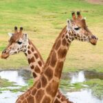 Giraffe Experience at Werribee Open Range Zoo - excl. entry - An In-Depth Look at the Werribee Giraffe Experience