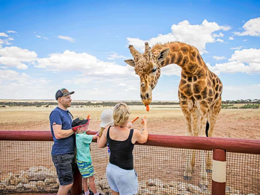 Giraffe Safari & a Day at Monarto Safari Park - Who Will Love This Tour