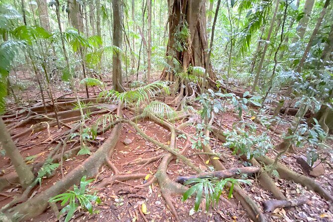 Glass House Mountains Tour with Lunch, Lookouts, and Nature Walks - What Travelers Say