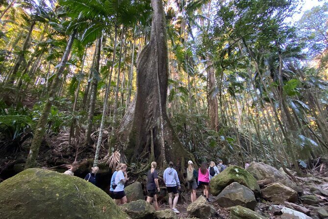 Glow-worms, Waterfalls & Rainforest Experience - Why This Tour Offers Excellent Value