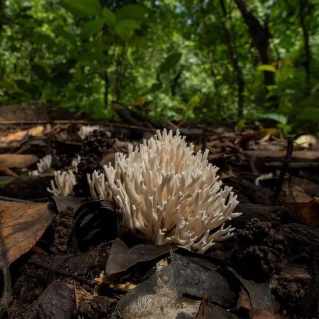 Goa: Bioluminescent Forest Night Trail with Guide - The Guided Trail: What to Expect