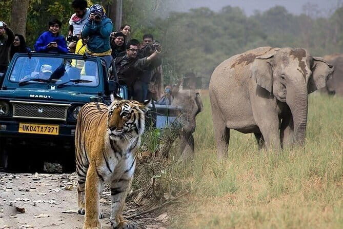 Goa to Jim Corbett: 3-Day Double Safari Wildlife Tour - Authentic Experiences and Traveler Insights