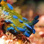 Goat Island Marine Reserve: Full-Day Dive Charter - Why You’ll Love This Dive Experience