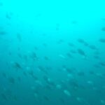 Gold Coast: 3-Day PADI Open Water Course - Day 1: Groundwork and Confined Water