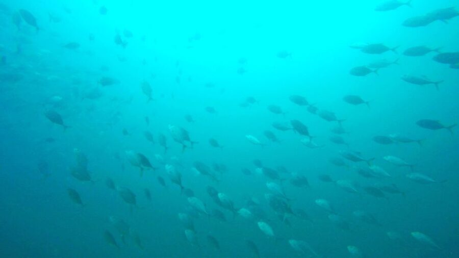 Gold Coast: 3-Day PADI Open Water Course - Day 1: Groundwork and Confined Water