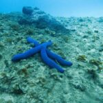 Gold Coast: Cook Island Marine Reserve Scuba Experience Dive - Practical Tips for Your Visit