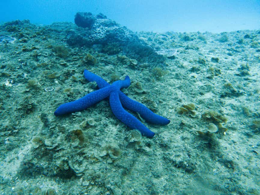 Gold Coast: Cook Island Marine Reserve Scuba Experience Dive - Practical Tips for Your Visit