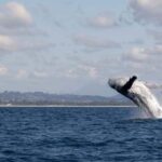 Gold Coast/Coolangatta: Whale Watching with Maine Biologist - The Value of This Experience
