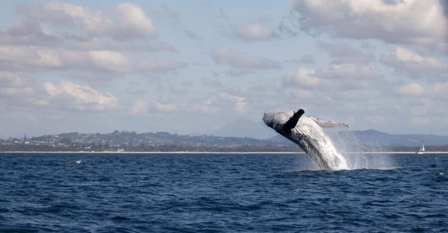 Gold Coast/Coolangatta: Whale Watching with Maine Biologist - The Value of This Experience