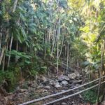 Gold Coast Departure : Explore Tamborine Mountain Day Tour - A Deep Dive into the Itinerary