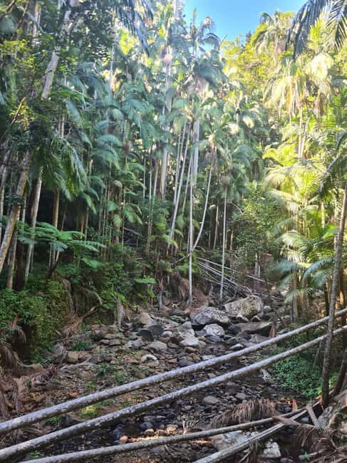 Gold Coast Departure : Explore Tamborine Mountain Day Tour - A Deep Dive into the Itinerary