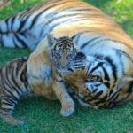 Gold Coast: Dreamworld & SkyPoint 2-Day Ticket - What You Can Expect at Dreamworld