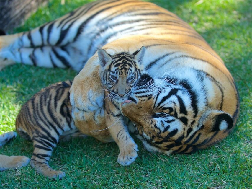 Gold Coast: Dreamworld & SkyPoint 2-Day Ticket - What You Can Expect at Dreamworld