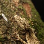 Gold Coast: Evening Rainforest and Glow Worm Experience - What’s Included and What to Expect